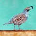 CALIFORNIA QUAIL Archival Ink Print of Original Painting - Etsy