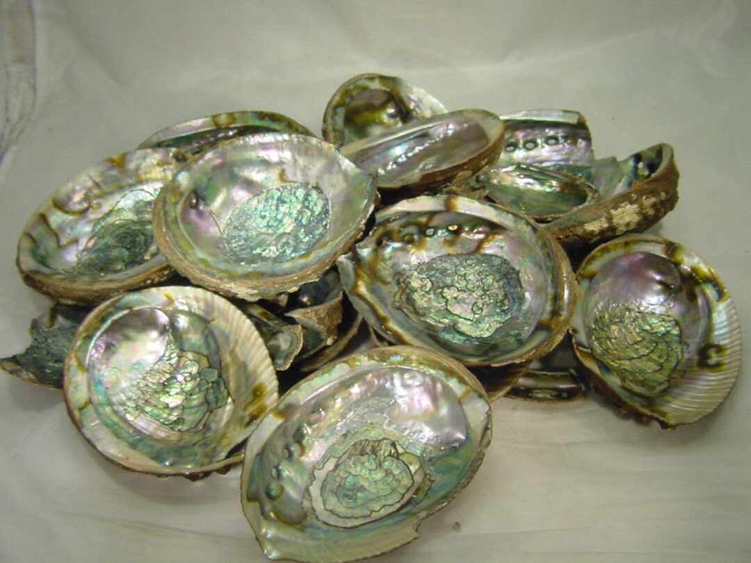 Abalone Shell Pieces for Jewelry Crafting ??? 3068E Abe - Etsy
