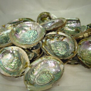 Abalone Shell Pieces for Jewelry Crafting ??? 3068E Abe - Etsy