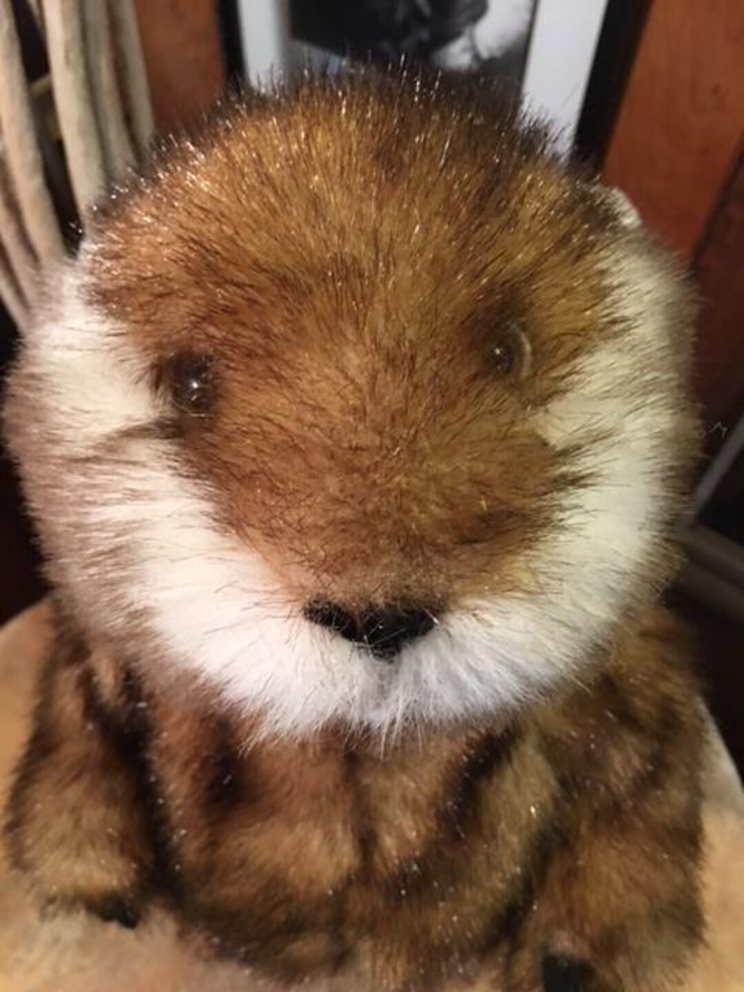 Vintage Caddyshack Dancing Singing Gopher 14 Tall - Etsy