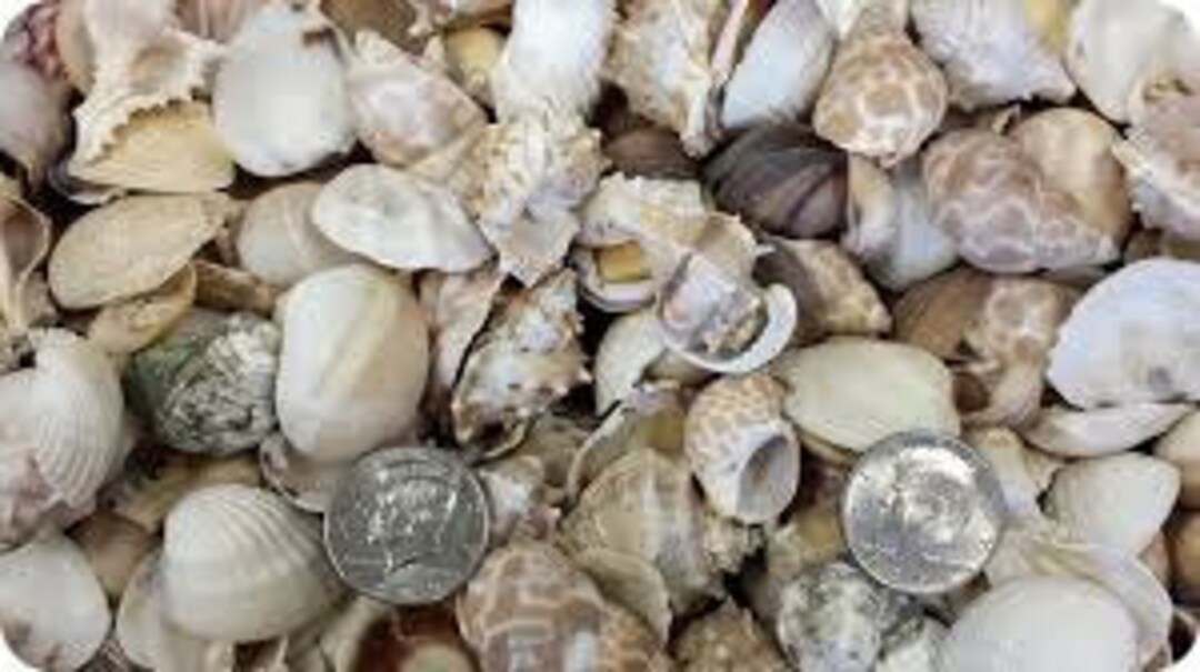 2 Kilo (5 Lbs) of Medium Mix Shells Natural - Etsy