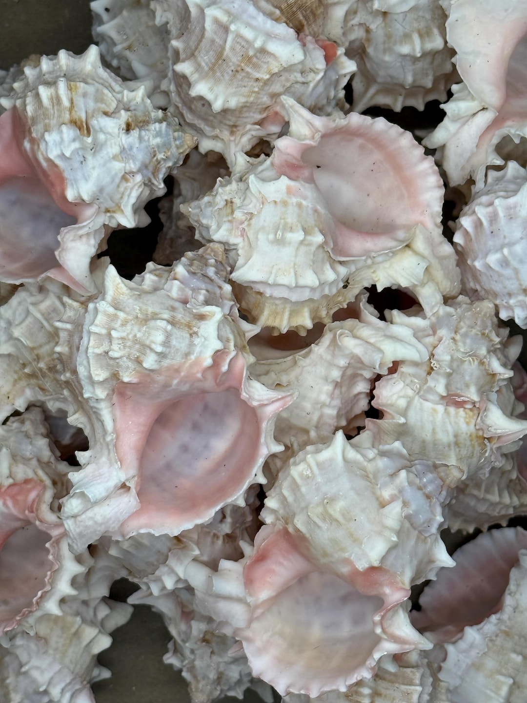 25 Pcs 3-4" Pink Murex Bulk - Etsy