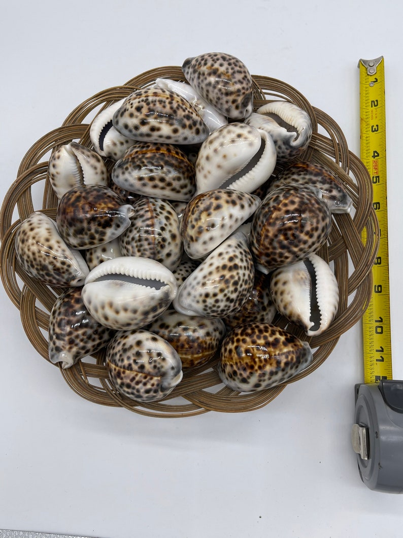 30 Pcs Real Tiger Cowrie Shells 3-4 - Etsy