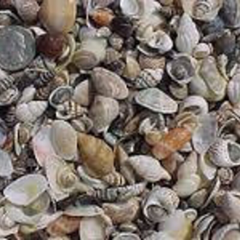 Assorted Seashells - Etsy