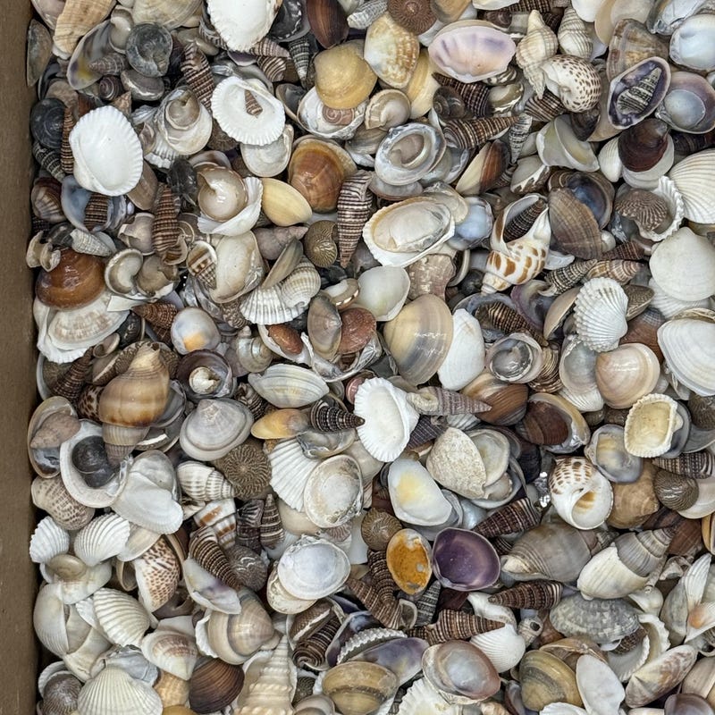 Assorted Seashells - Etsy