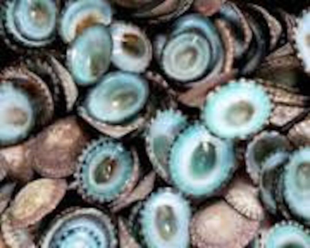 1/2 Kilo (1 Lb) Green Limpet Shells - Etsy