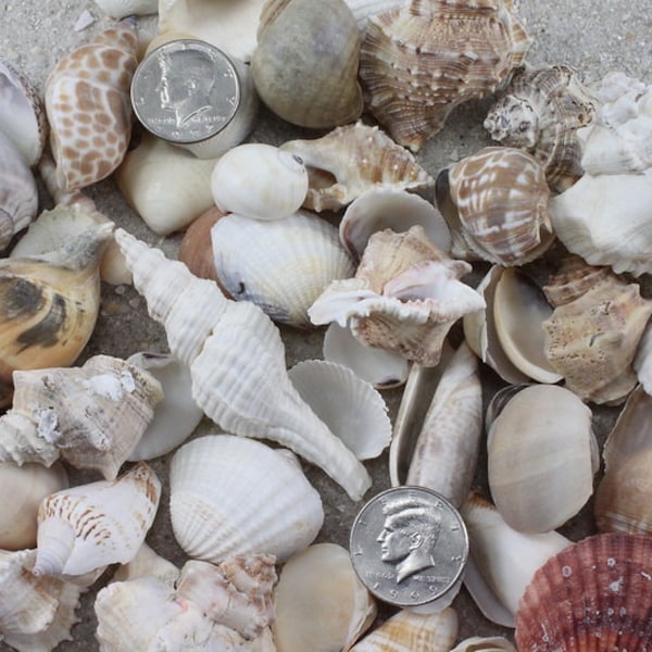 Bulk Seashells - Etsy