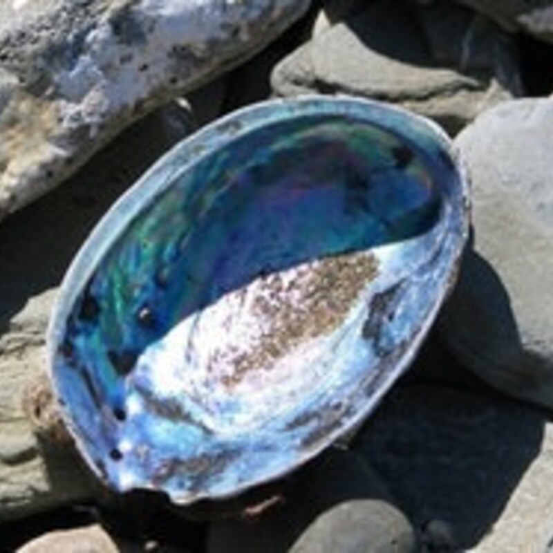 Blue Abalone Shell - Etsy