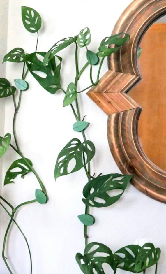 Leaf Plant Clips Hanging Plant Clips Set of 10 - Etsy