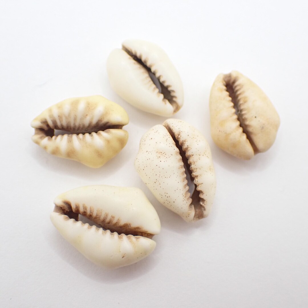 5 Pcs Authentic Old Money Cowrie Shell Currency Beads Antique African ...