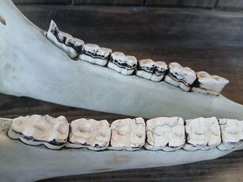 Real Wild Pony Jaw Bone - Etsy UK