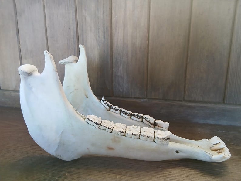 Real Wild Pony Jaw Bone - Etsy UK