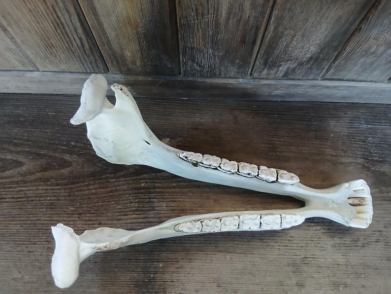 Real Wild Pony Jaw Bone - Etsy UK