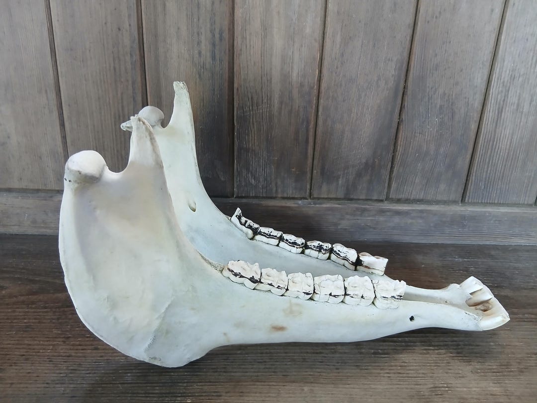 Real Wild Pony Jaw Bone - Etsy UK