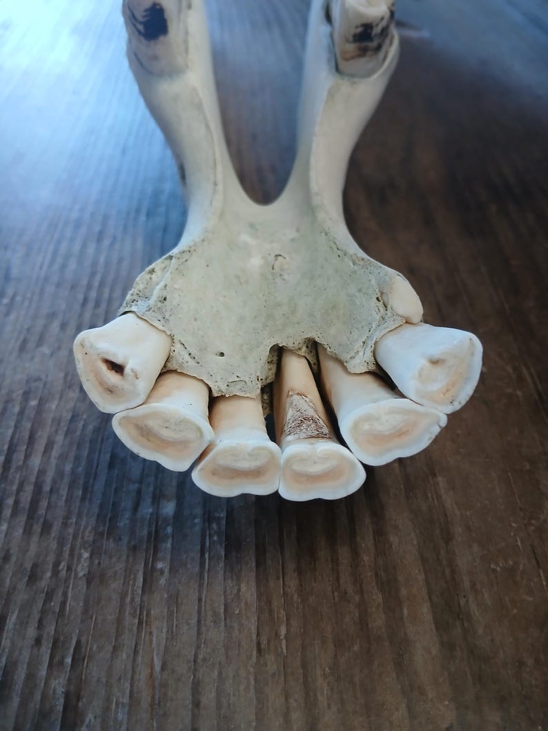 Real Wild Pony Jaw Bone - Etsy UK