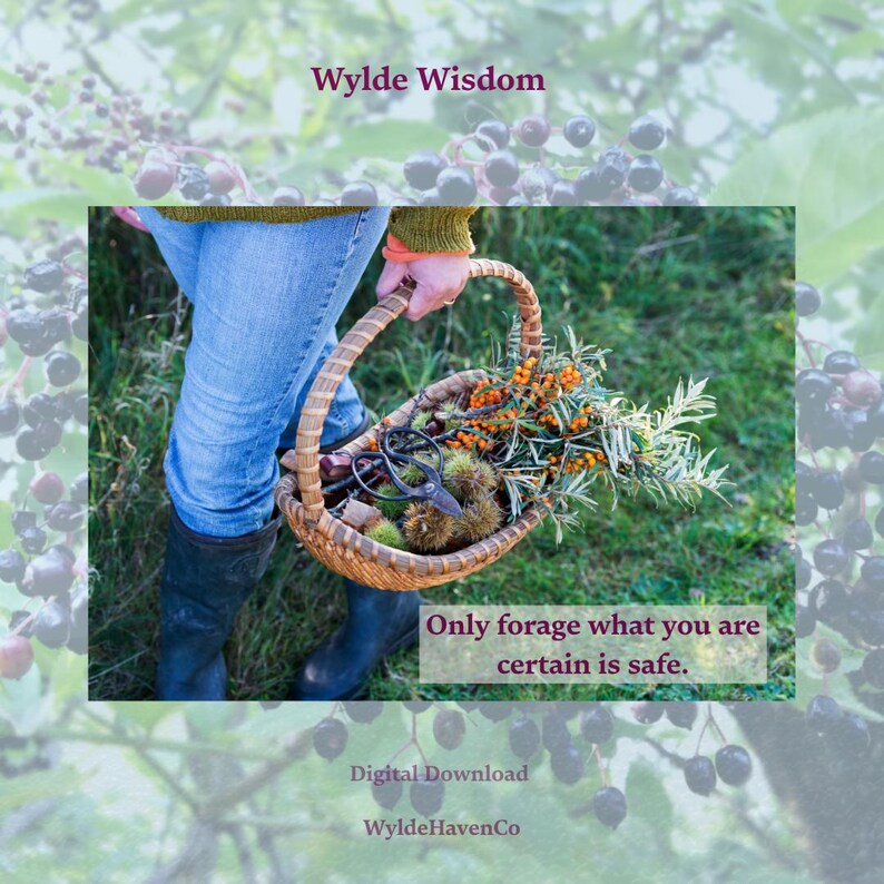 Hedgerow Foraging Printable Guide | A4 Digital Download | Coastal ...