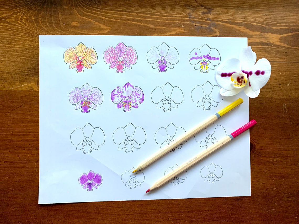 Phalaenopsis Orchid Labels Color in PDF Letter Sized Page - Etsy