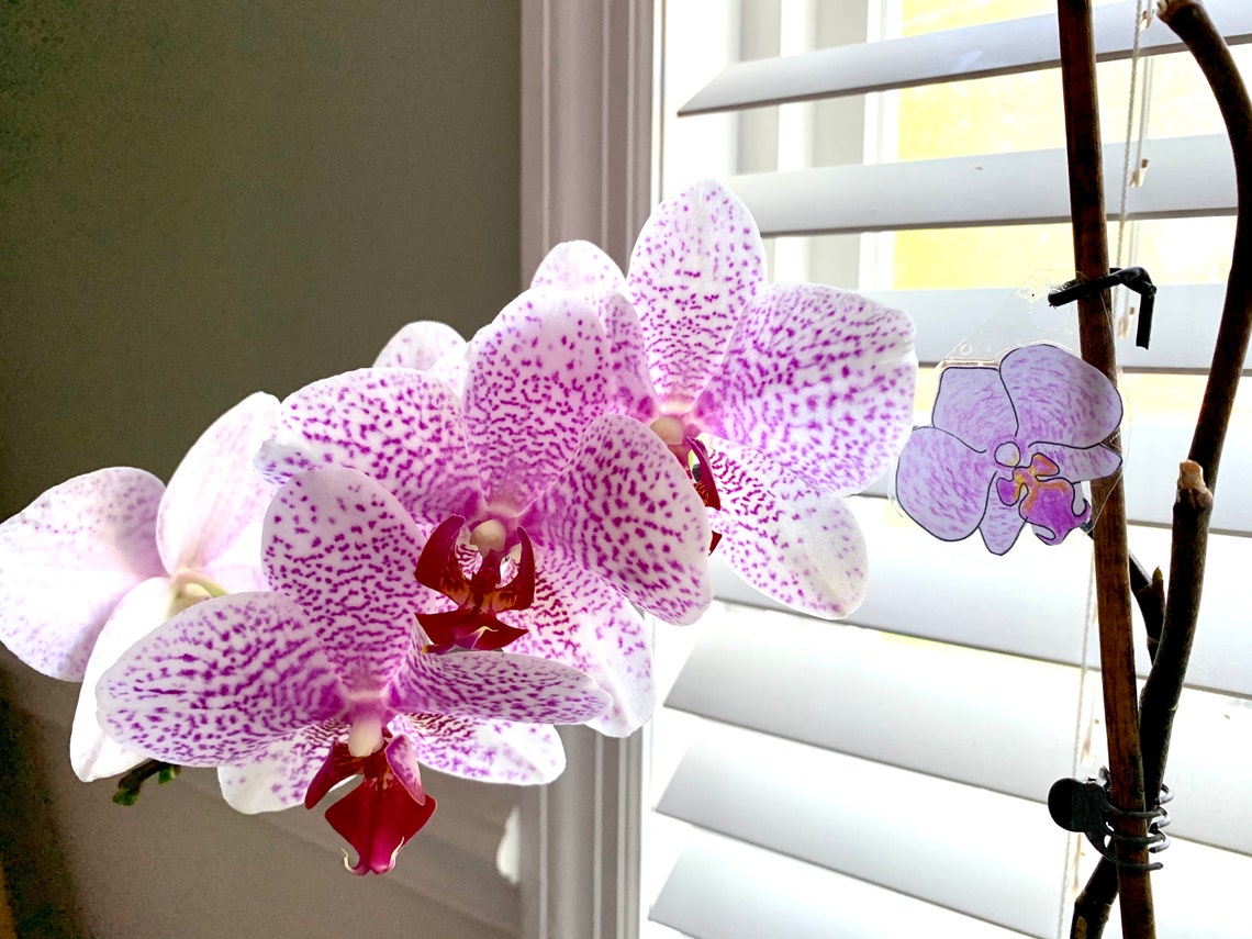 Phalaenopsis Orchid Labels Color in PDF Letter Sized Page - Etsy