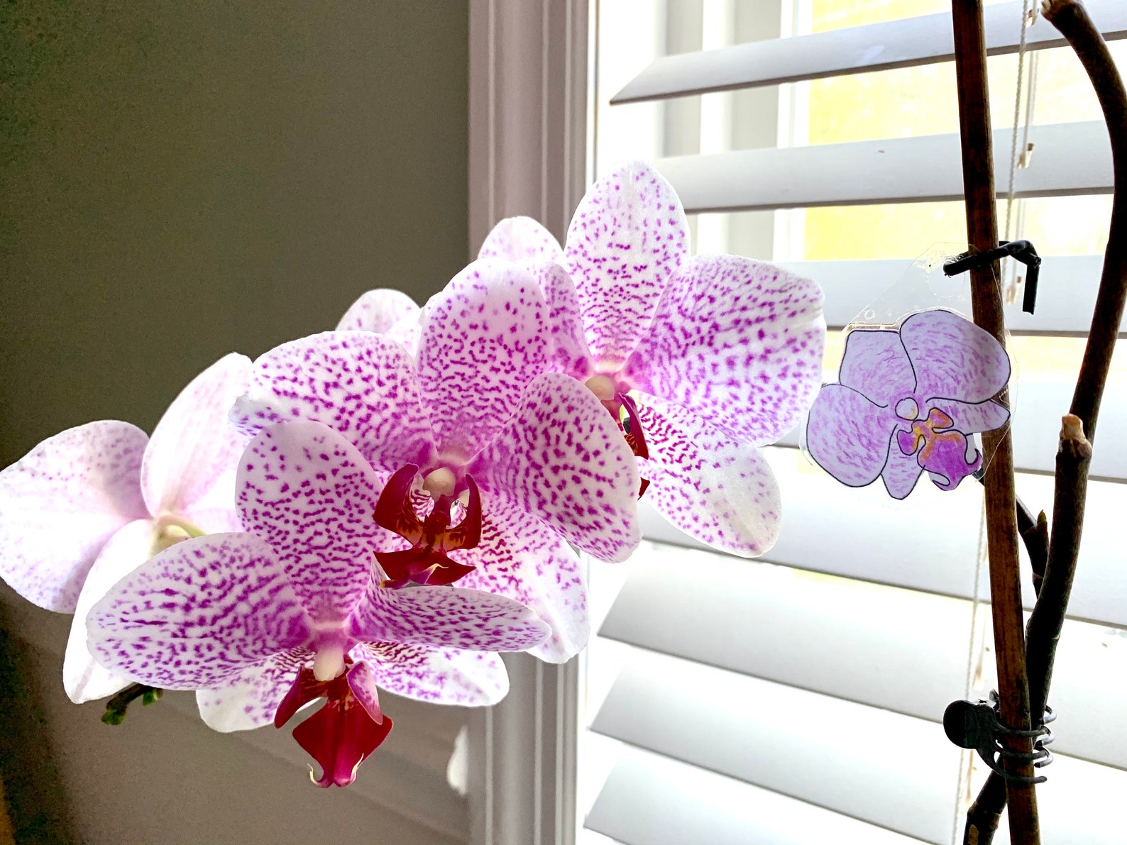 Phalaenopsis Orchid Labels Color in PDF Letter Sized Page | Etsy