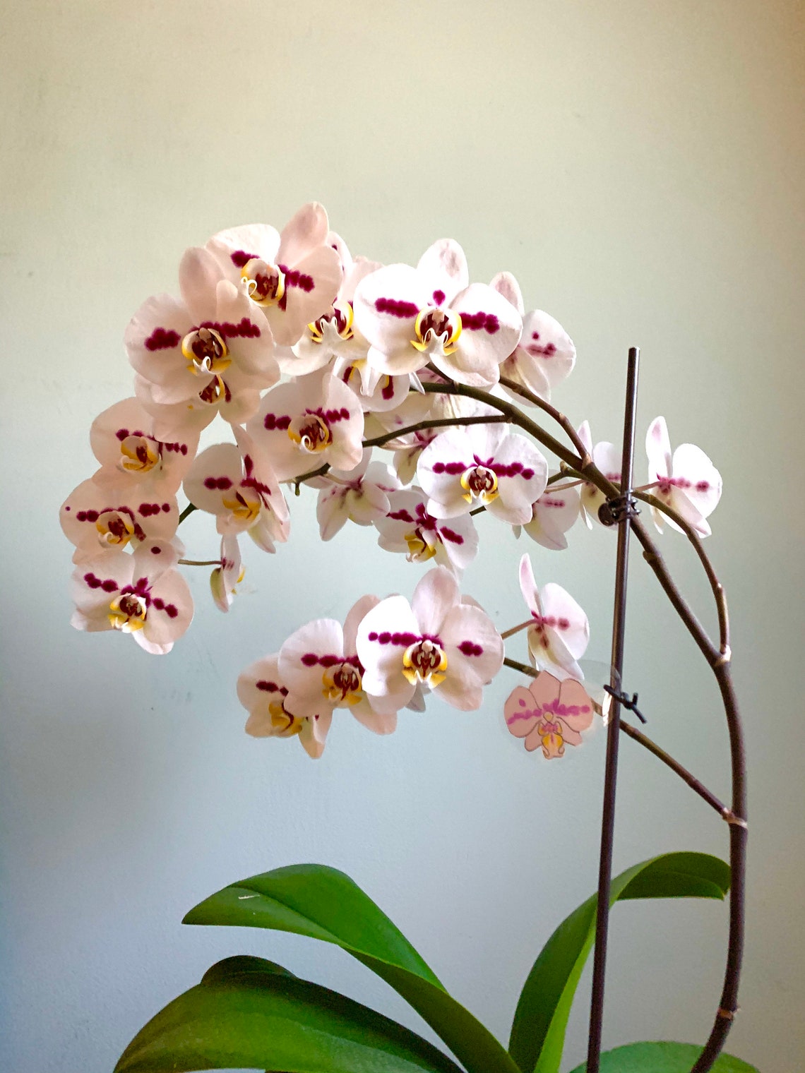 Phalaenopsis Orchid Labels Color in PDF Letter Sized Page | Etsy