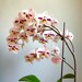Phalaenopsis Orchid Labels Color in PDF Letter Sized Page Print Out ...