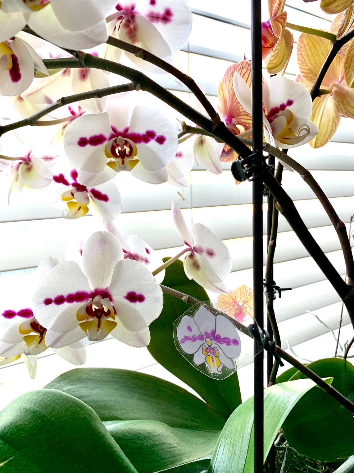 Phalaenopsis Orchid Labels Color in PDF Letter Sized Page | Etsy