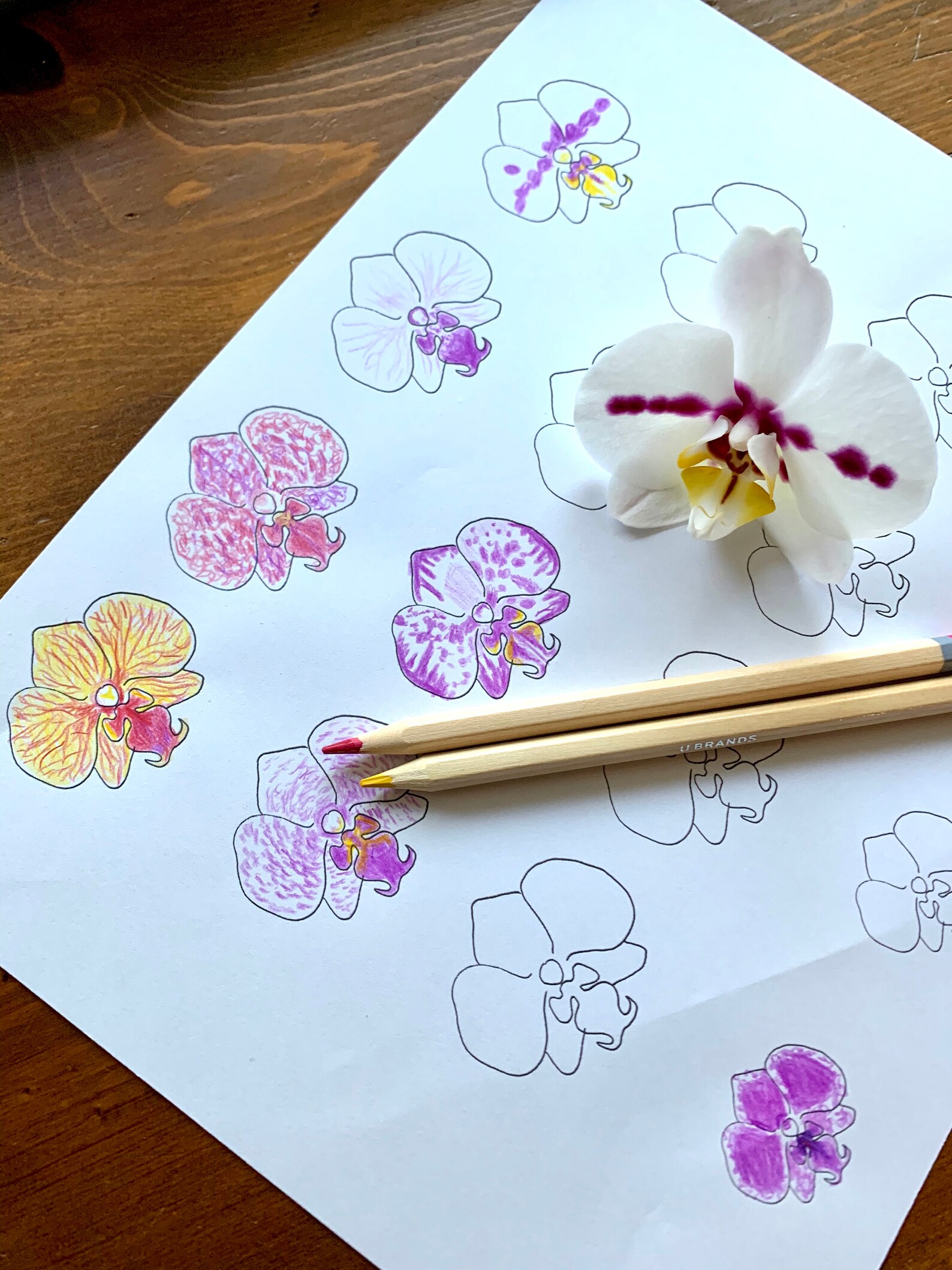 Phalaenopsis Orchid Labels Color in PDF Letter Sized Page - Etsy