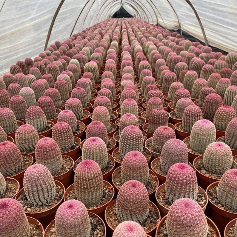 Red Sun Cactus Live Plant for Home Decoration - Etsy