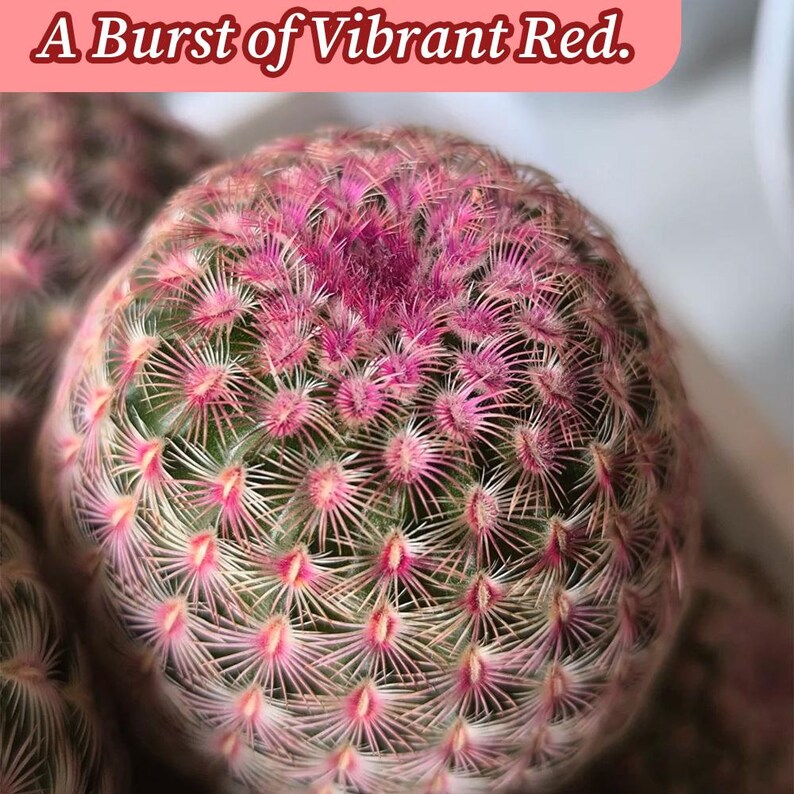 Red Sun Cactus Live Plant for Home Decoration - Etsy