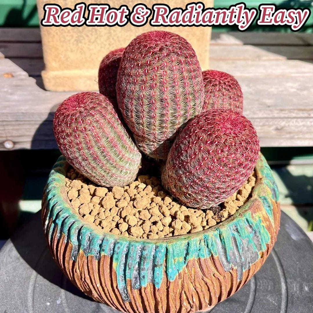 Red Sun Cactus Live Plant for Home Decoration - Etsy