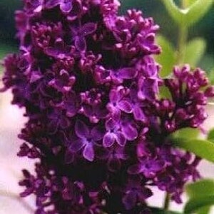 Monge Lilac Plant SYRINGA Starter Potted Plant Dark - Etsy