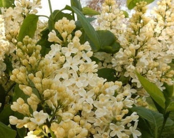 Lost of 3 Live French Lilac Plants monge - Etsy