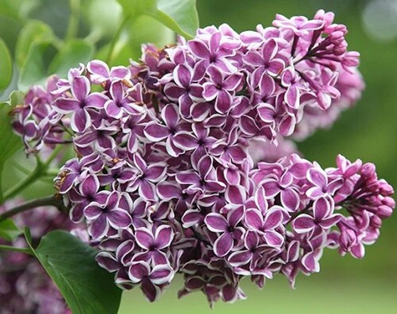 Syringa Vulgaris Sensation Sensation French Lilac Fragrant - Etsy