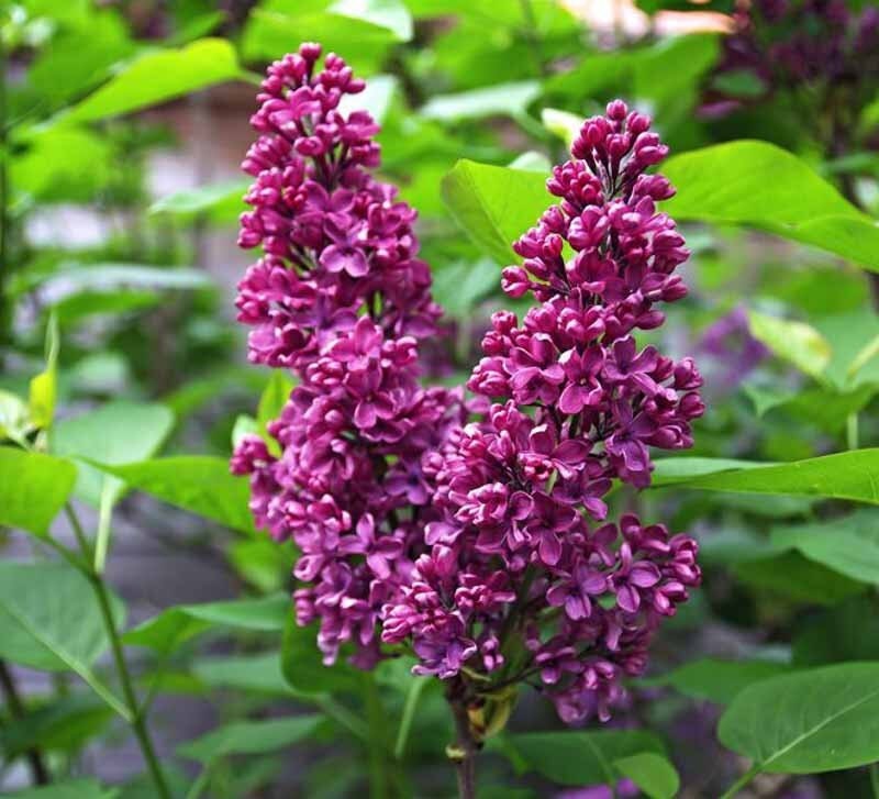 Monge Lilac Plant SYRINGA Starter Potted Plant Dark - Etsy