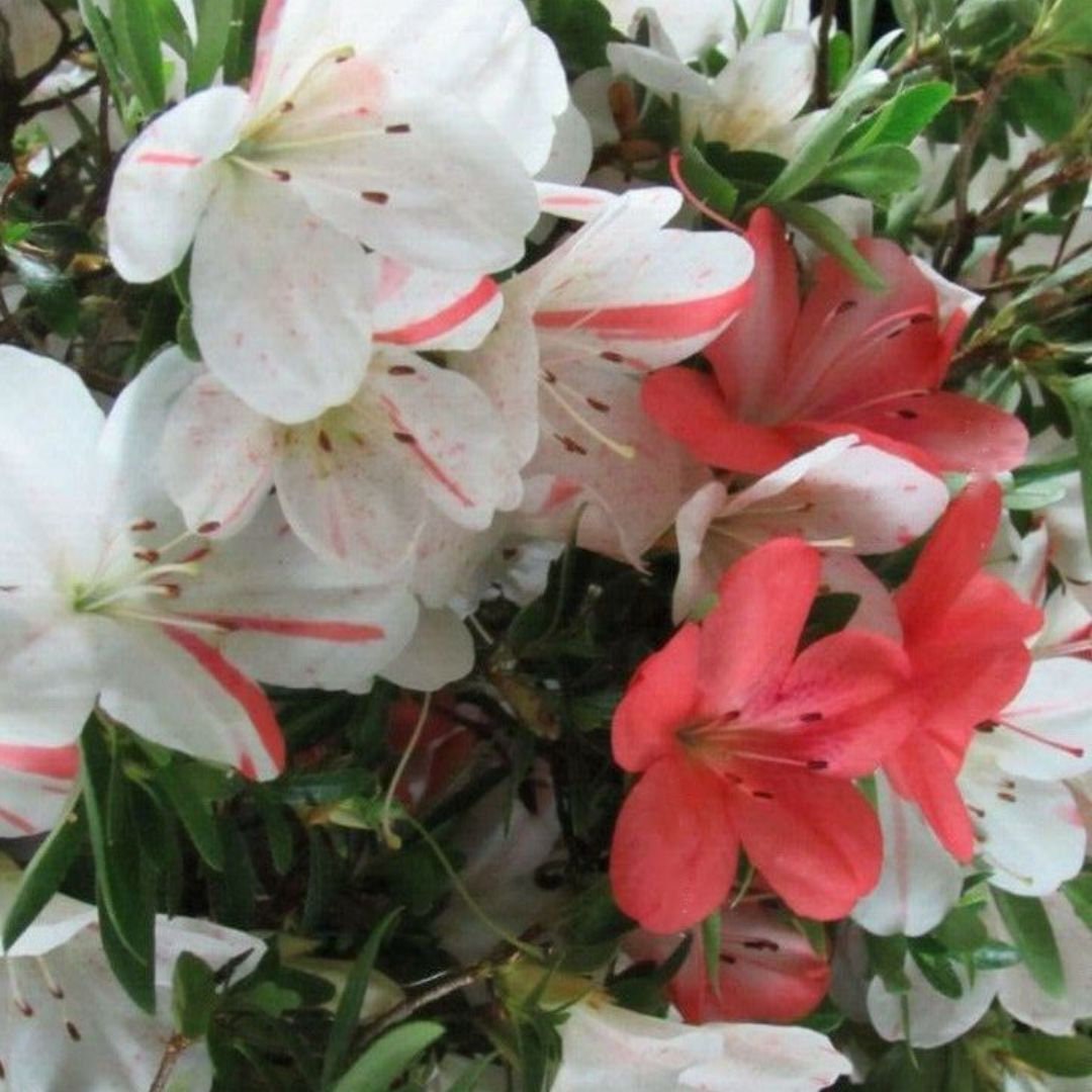 Variegated White Peach Azalea 'iveryana' Rhododendron Deciduous Starter ...