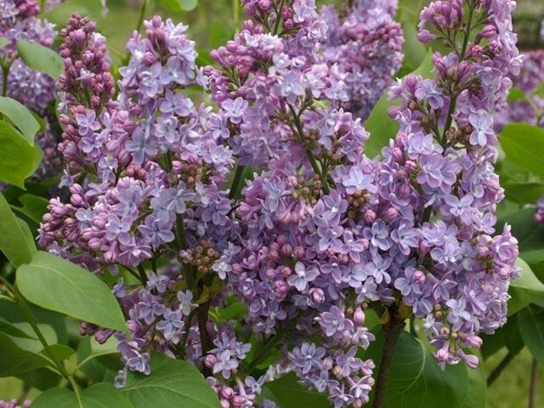 Syringa Vulgaris 'president Grevy' Lilac Starter - Etsy