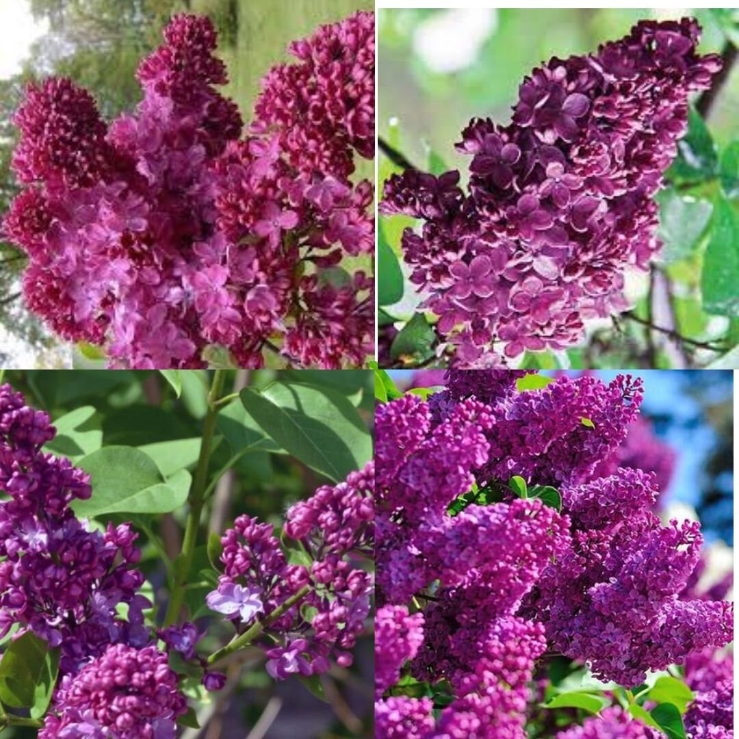 Red Purple Lilac 'congo ' Syringa Vulgaris Plant Fragrant Starter Live ...