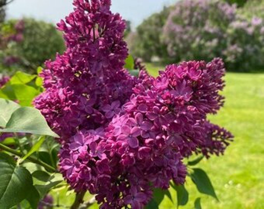 Monge Lilac Plant SYRINGA Starter Potted Plant Dark - Etsy