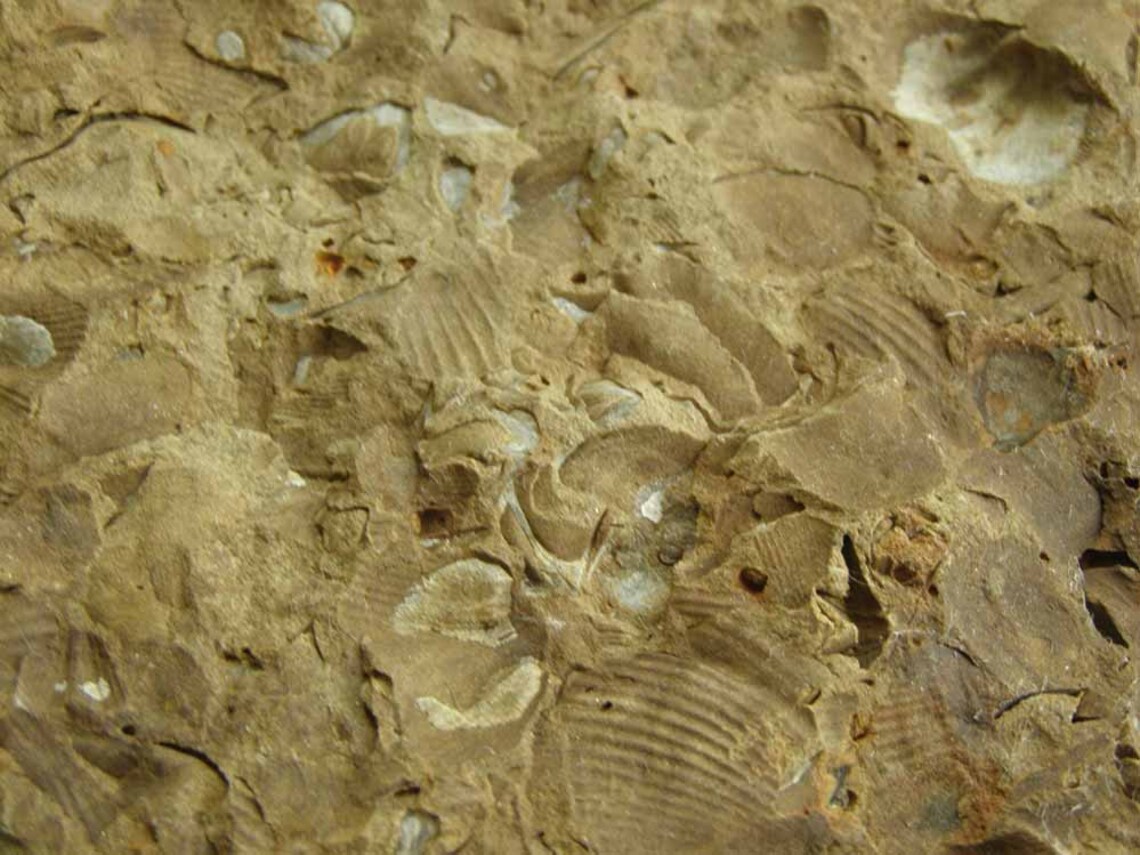 Fossil Stone Rock Sea Shell Fossil Rock | Etsy