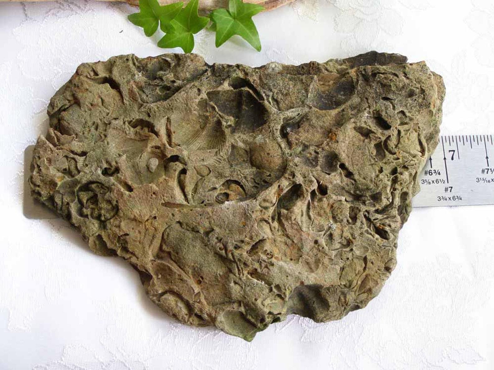 Fossil Stone Rock Sea Shell Fossil Rock | Etsy