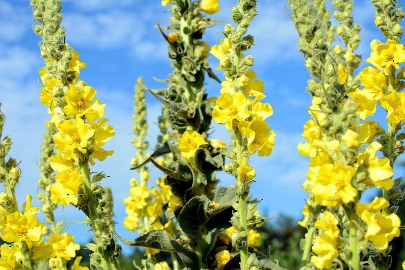 Great Mullein Seeds Tall Yellow Verbascum Wildflower Garden Majesty - Etsy