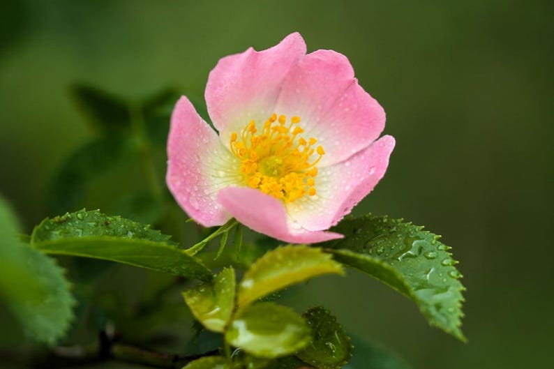 Pink Woods Rose Seeds Fragrant Mountain Rose Bush Cottage Garden Beauty ...