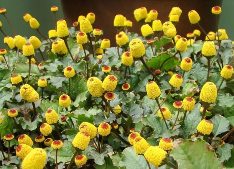 Toothache Plant Seeds Electric Daisy Paracress Unique Garden Flower ...