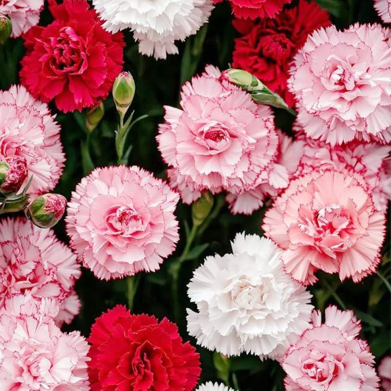 Mixed Carnation Seeds Fragrant Heirloom Blooms Colorful Cottage Garden ...