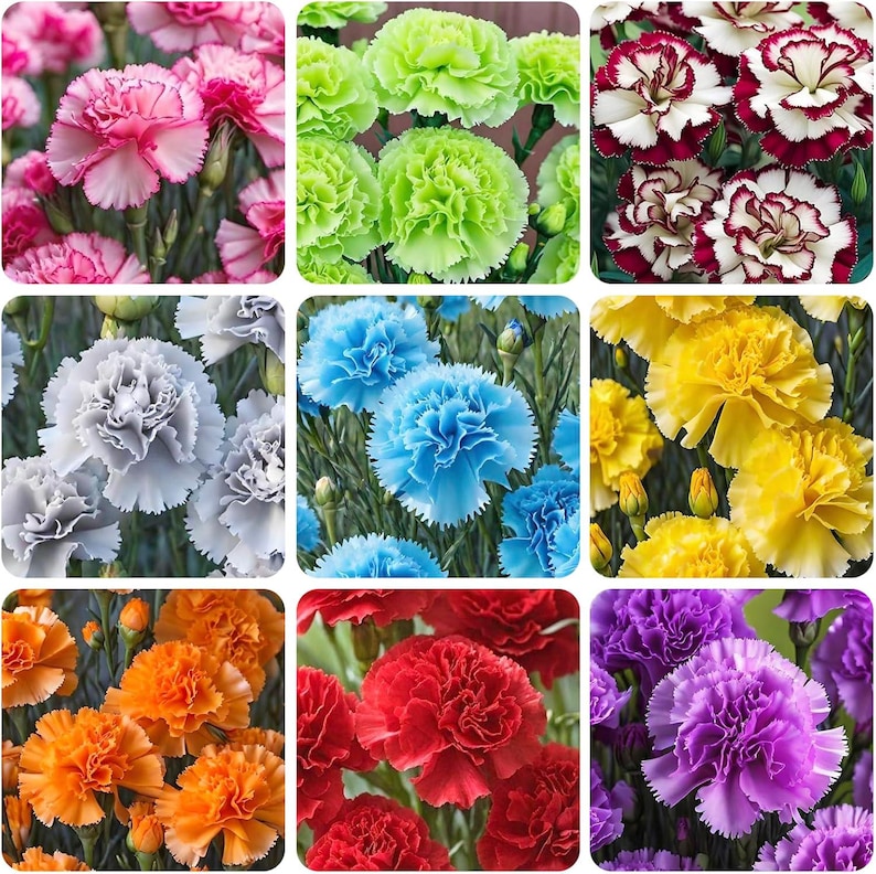 Mixed Carnation Seeds Fragrant Heirloom Blooms Colorful Cottage Garden ...