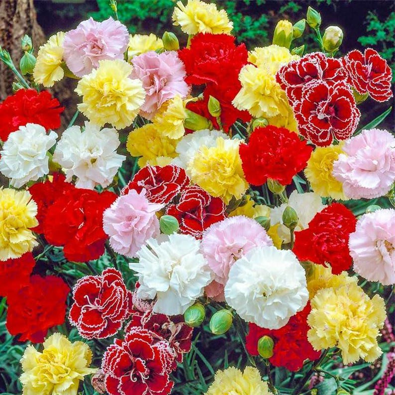 Mixed Carnation Seeds Fragrant Heirloom Blooms Colorful Cottage Garden ...