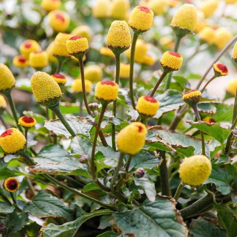 Toothache Plant Seeds Electric Daisy Paracress Unique Garden Flower ...