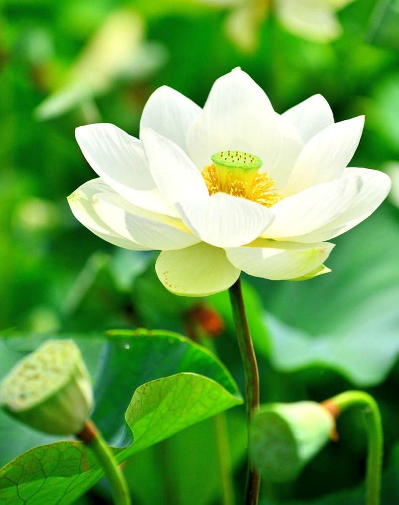 Lotus Flower Seeds Aquatic Water Garden Bonsai Pond Bloom Collection - Etsy