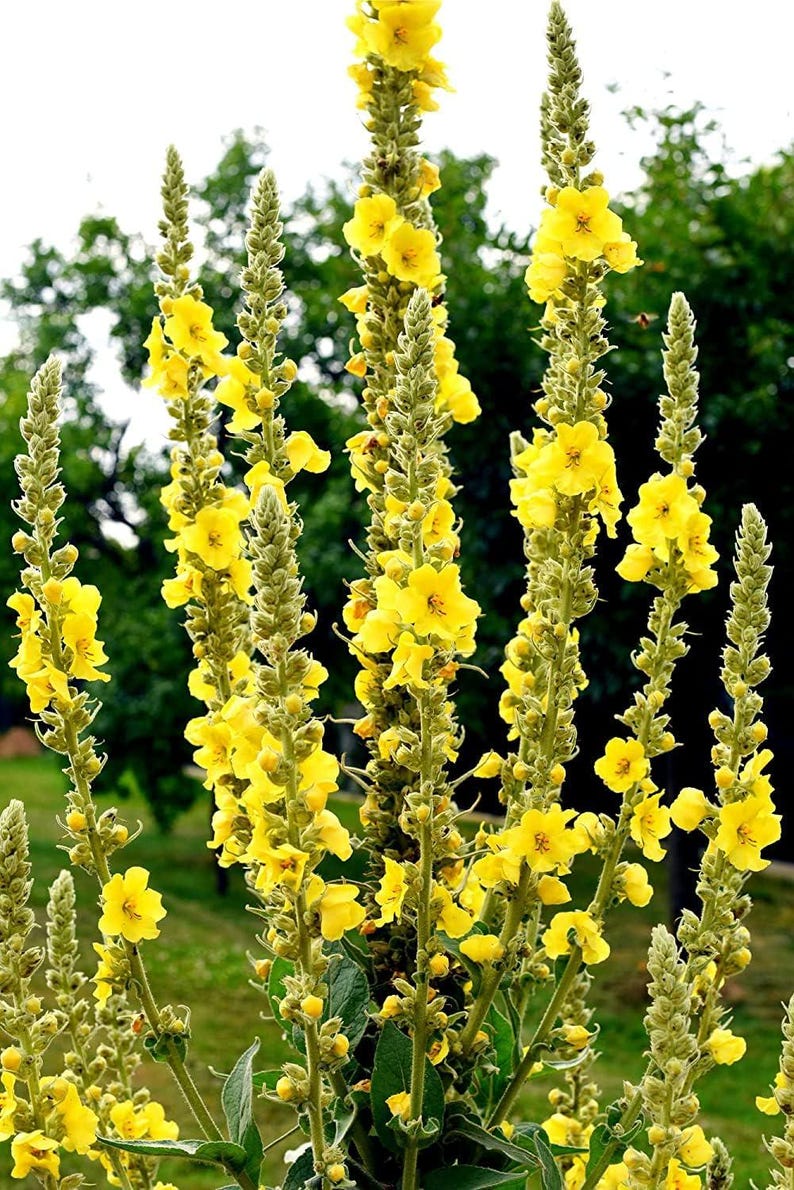 Great Mullein Seeds Tall Yellow Verbascum Wildflower Garden Majesty - Etsy