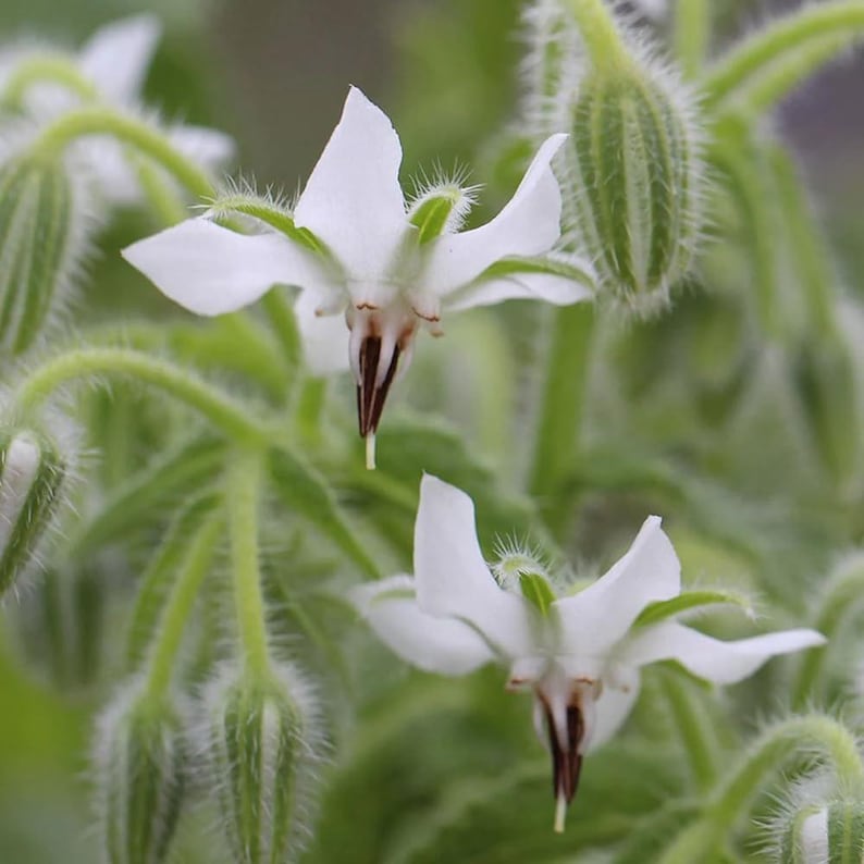 White Borage Bianca Seeds Rare Silver Green Foliage Bee Friendly Star ...